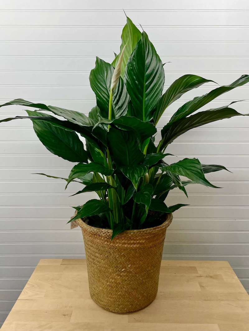 Indoor Peace Lily Plant | Calumet Floral & Gifts